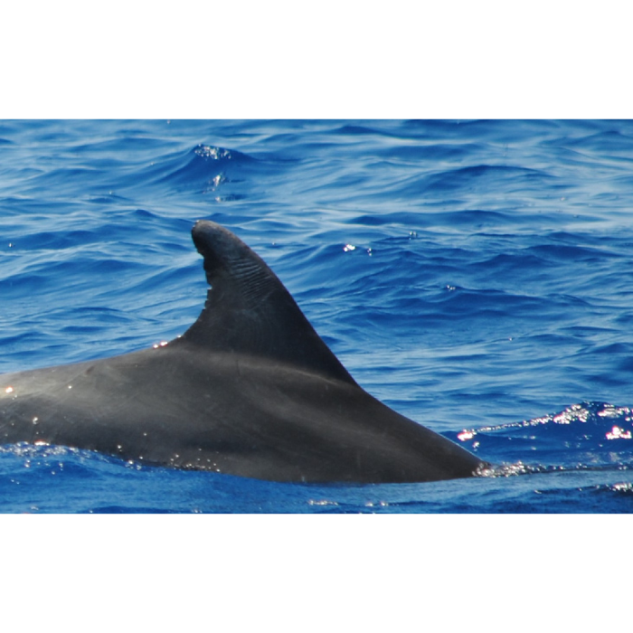 Photo Identification Of Marine Animals - The Ocean Travel Agency