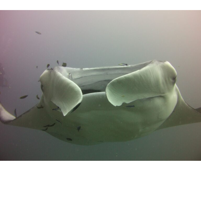 Manta Cleaning Station - The Ocean Travel Agency