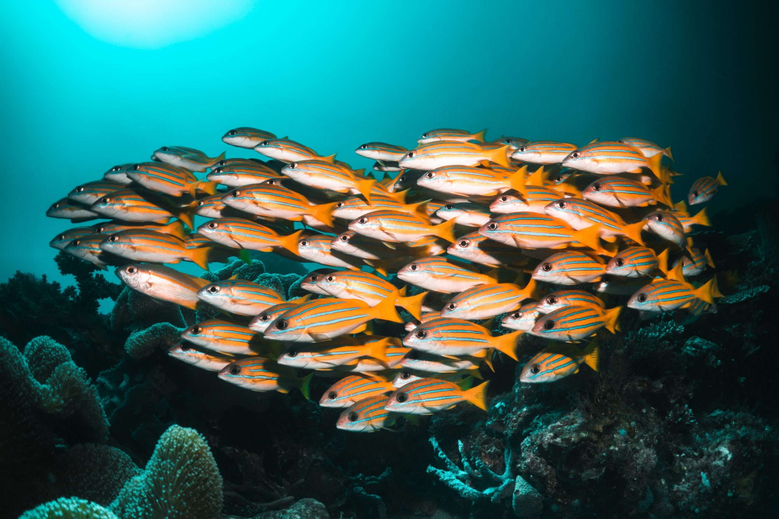 Indonesia - Raja Ampat - The Ocean Travel Agency